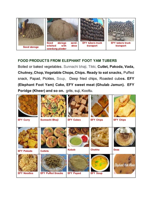 JIMIKAND / ELEPHANT FOOT YAM [Amorphophallus paeoniifolious Araceae ...