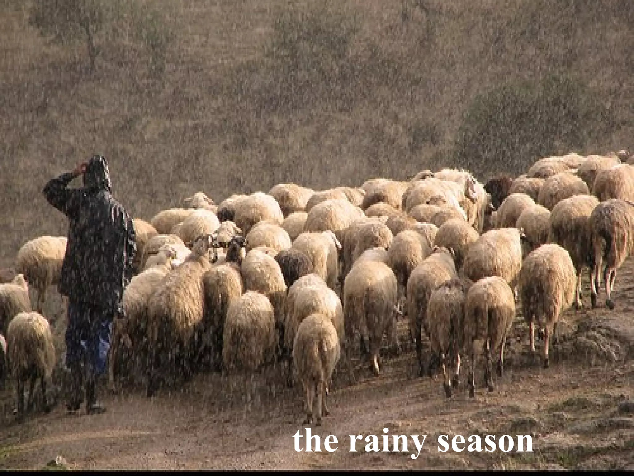 Jim Kacian RAINY SEASON | PPT