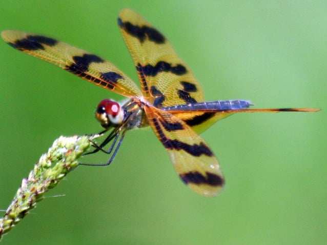 Jim Kacian RAINY SEASON | PPT