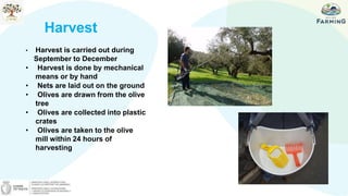 Jimmy Magro I The Olive Sector_Final.pptx