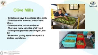 Jimmy Magro I The Olive Sector_Final.pptx