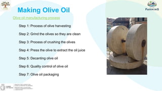 Jimmy Magro I The Olive Sector_Final.pptx