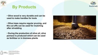 Jimmy Magro I The Olive Sector_Final.pptx