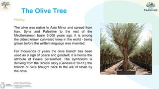 Jimmy Magro I The Olive Sector_Final.pptx