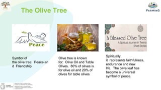 Jimmy Magro I The Olive Sector_Final.pptx