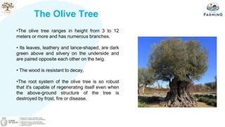 Jimmy Magro I The Olive Sector_Final.pptx