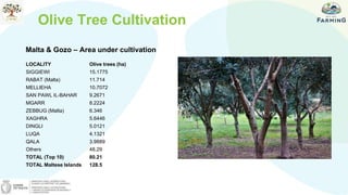 Jimmy Magro I The Olive Sector_Final.pptx