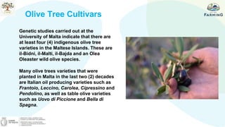 Jimmy Magro I The Olive Sector_Final.pptx