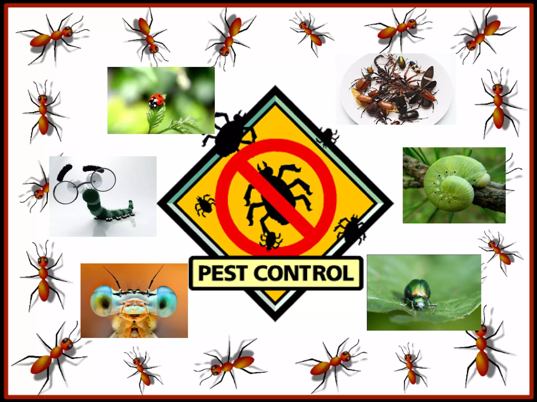 Pest control | PPT