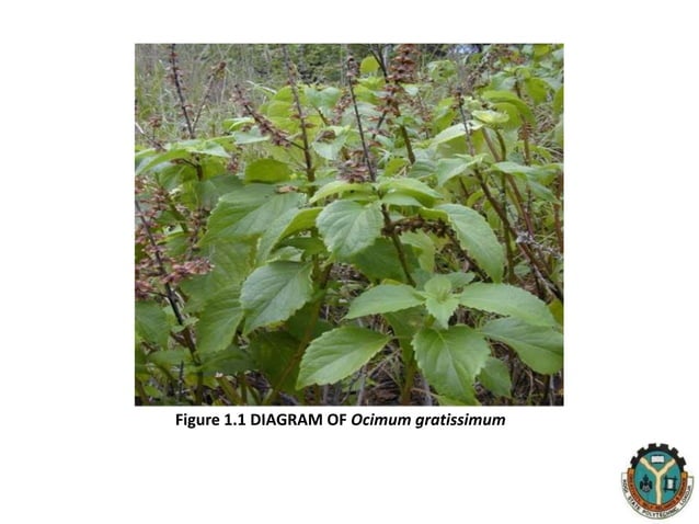 Nutritional Value and Health Benefits of Scent Leave | PPTX