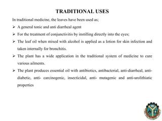 Nutritional Value and Health Benefits of Scent Leave | PPTX