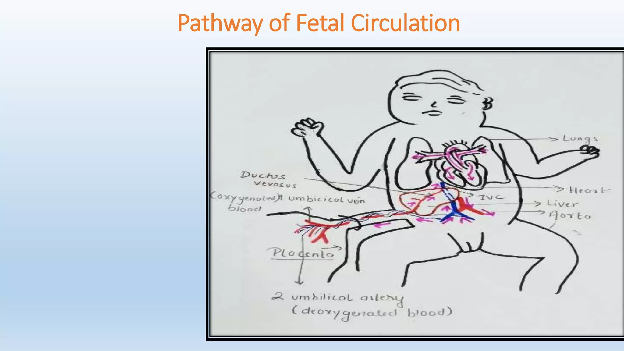 jin fetal circulation.ppsx