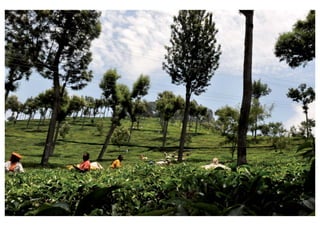 JING Tea - Coonoor Estate Nilgiri Black Tea | PDF