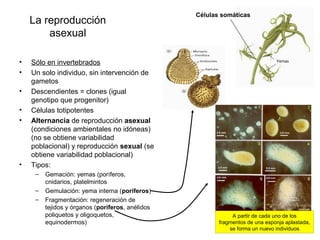 Metazoos: reproducción y desarrollo de J.I.Noriega | PDF
