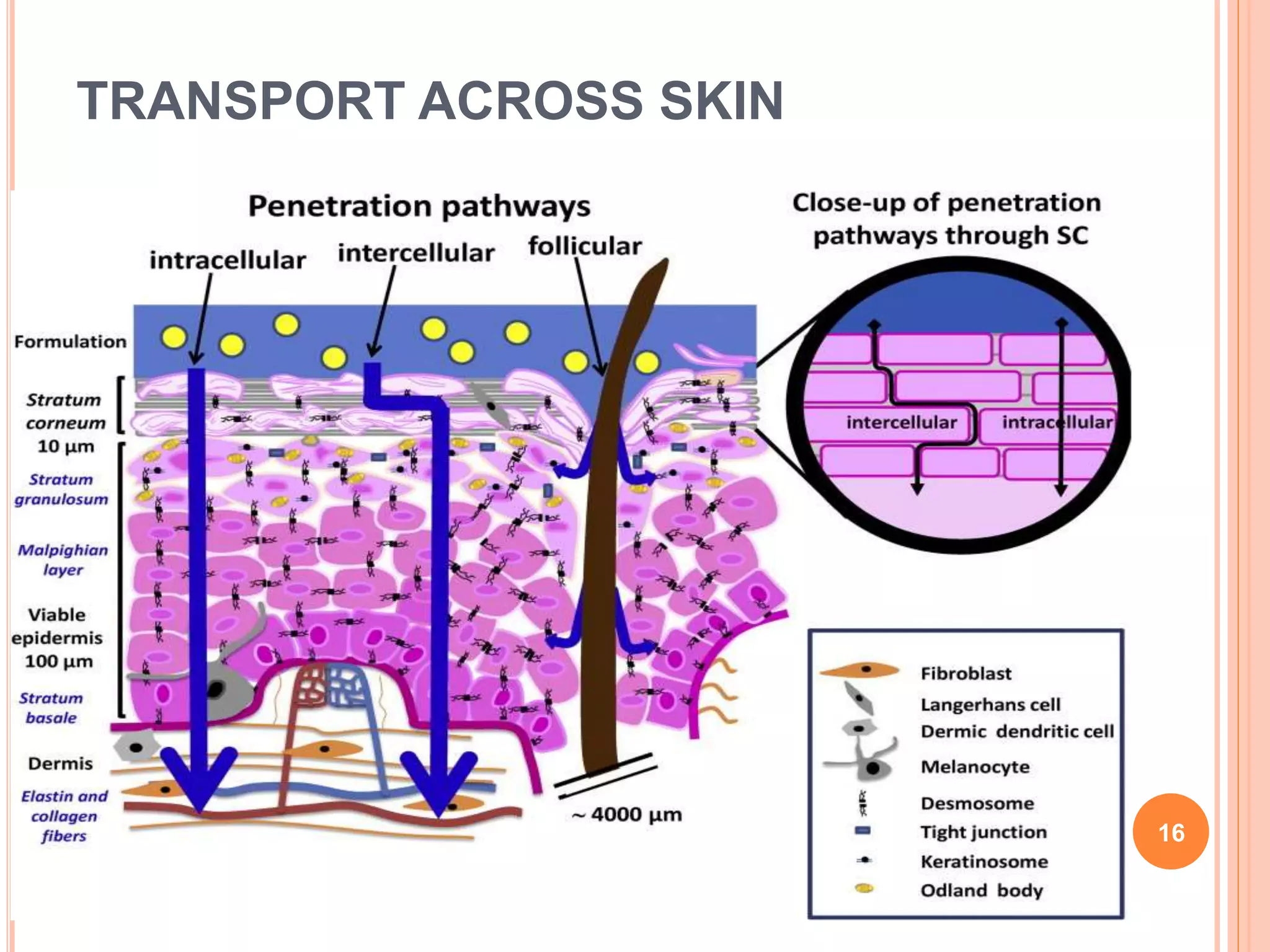 Skin structure and Barriers | PPTX