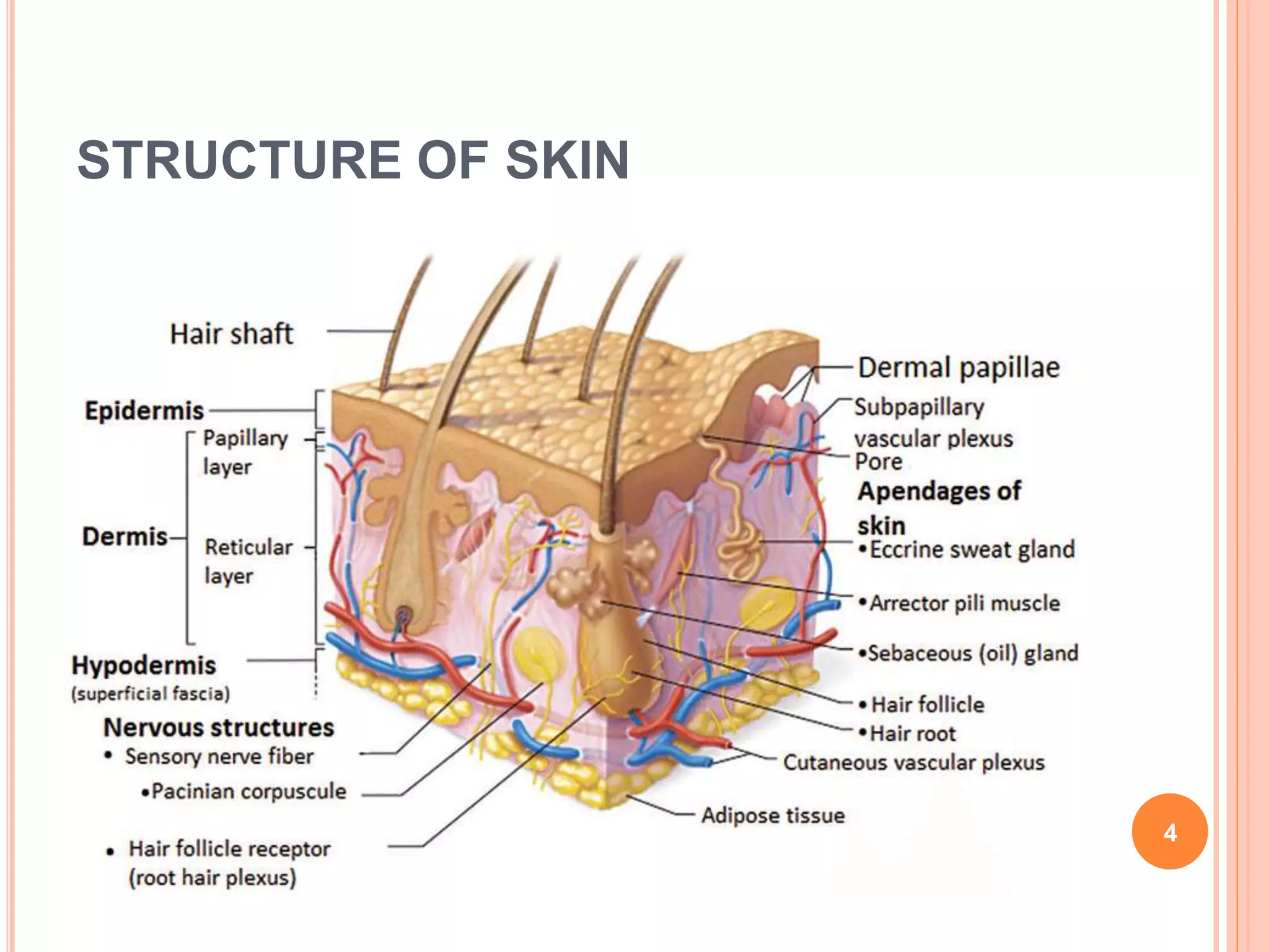 Skin structure and Barriers | PPTX