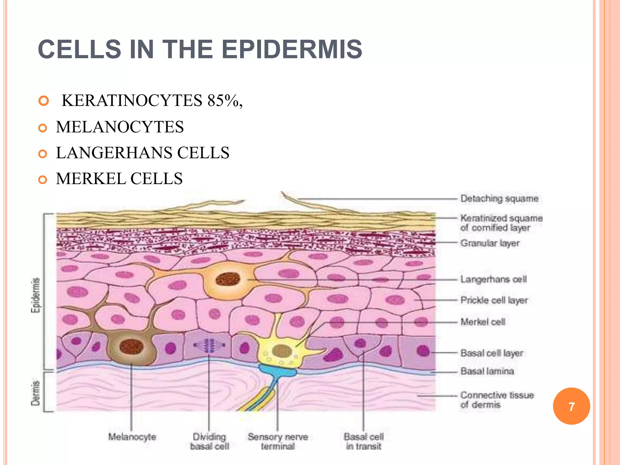 Skin structure and Barriers | PPTX