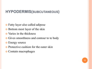 Skin structure and Barriers | PPTX