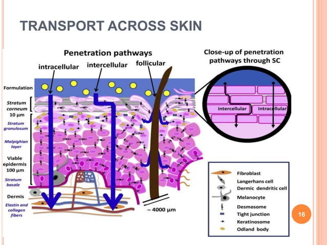 Skin structure and Barriers | PPTX