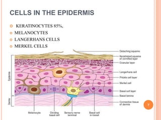 Skin structure and Barriers | PPTX