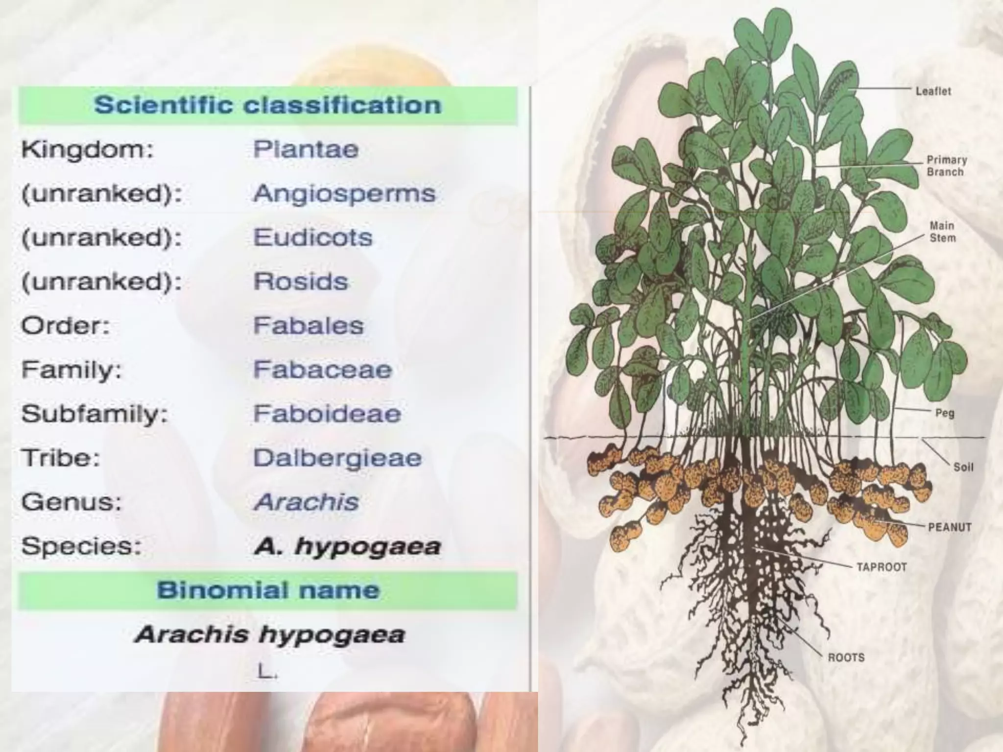 Breeding Objective and mutation breeding of Groundnut (Arachis hypogea ...