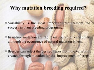 Breeding Objective and mutation breeding of Groundnut (Arachis hypogea ...