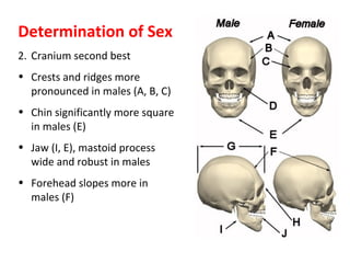 By Human Skull Race Identification