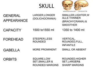 By Human Skull Race Identification