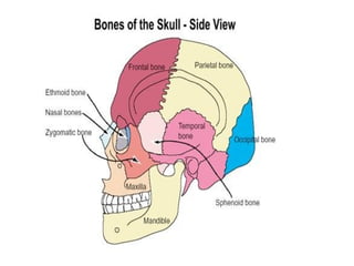 By Human Skull Race Identification