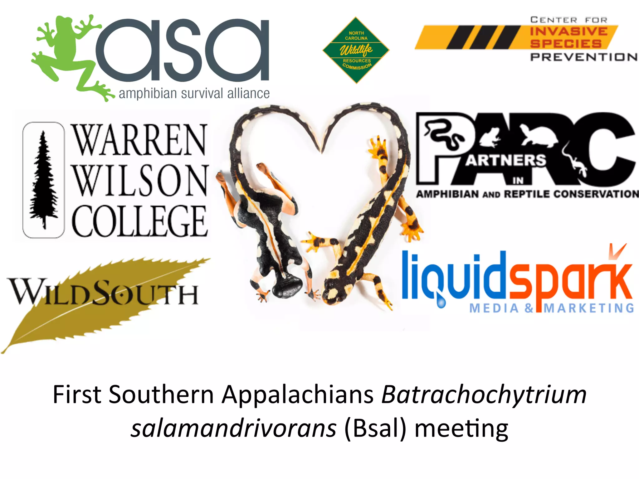 A brief introduction to Batrachochytrium salamandrivorans (Bsal) and ...