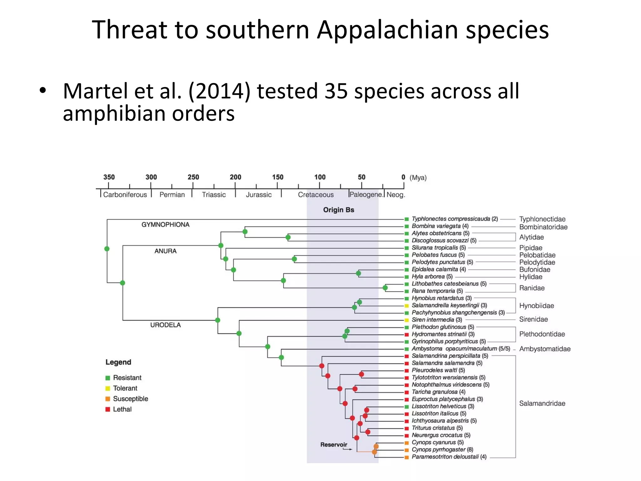 A brief introduction to Batrachochytrium salamandrivorans (Bsal) and ...