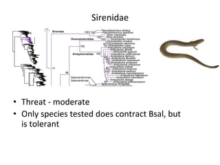 A brief introduction to Batrachochytrium salamandrivorans (Bsal) and ...