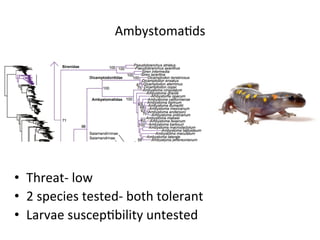 A brief introduction to Batrachochytrium salamandrivorans (Bsal) and ...