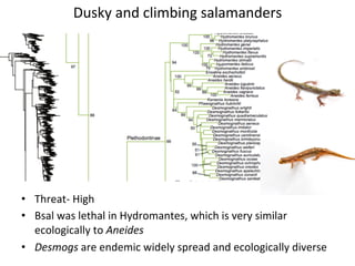 A brief introduction to Batrachochytrium salamandrivorans (Bsal) and ...