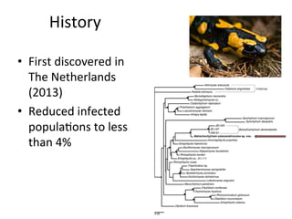A brief introduction to Batrachochytrium salamandrivorans (Bsal) and ...