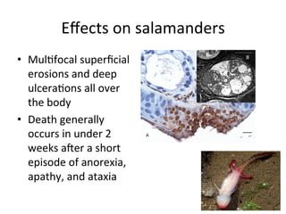 A brief introduction to Batrachochytrium salamandrivorans (Bsal) and ...