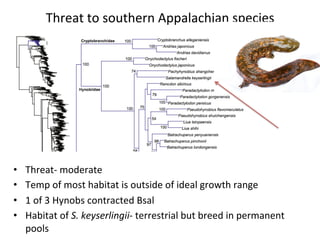 A brief introduction to Batrachochytrium salamandrivorans (Bsal) and ...