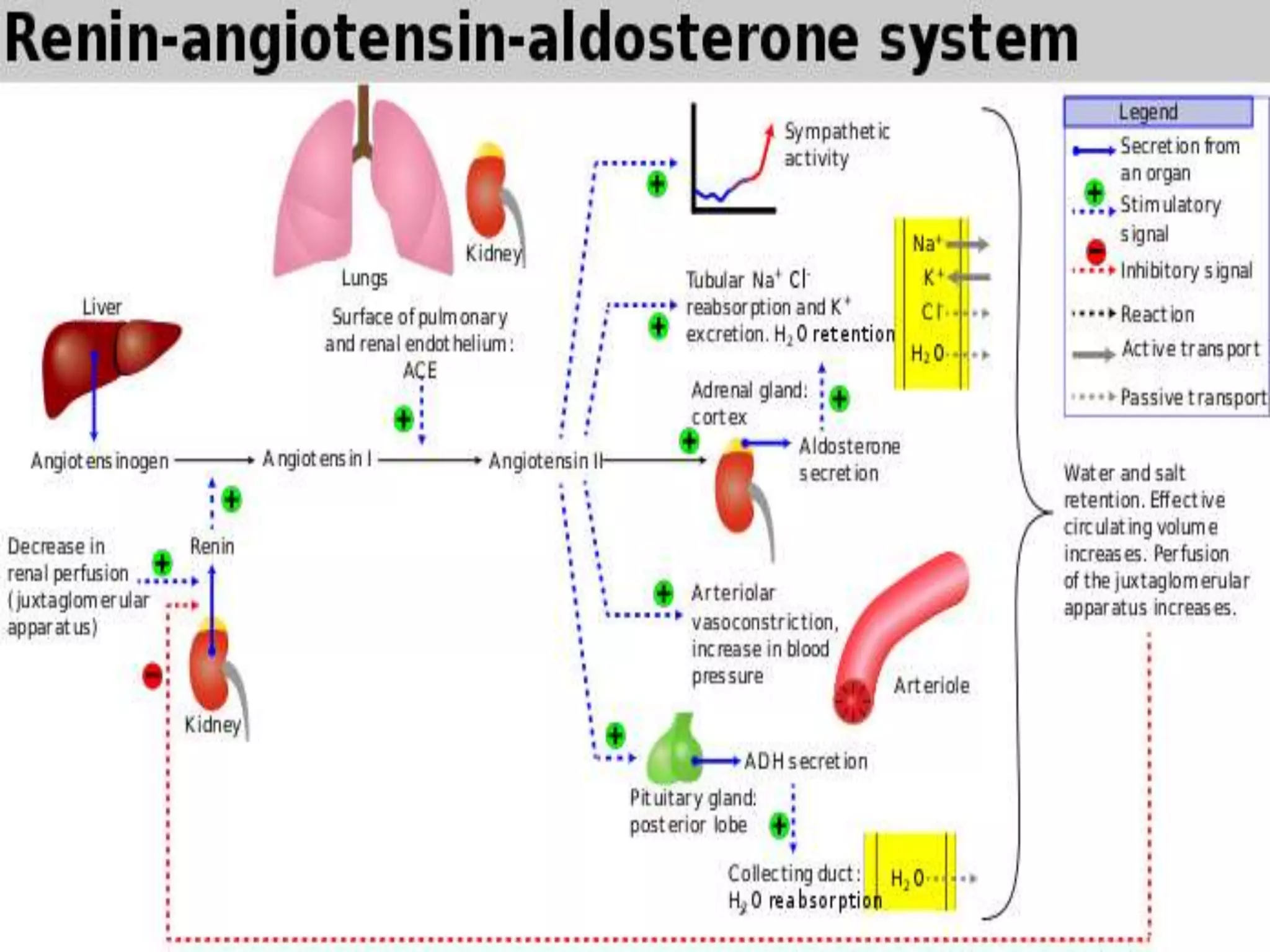 JUXTA GLOMERULAR apparatus | PPTX