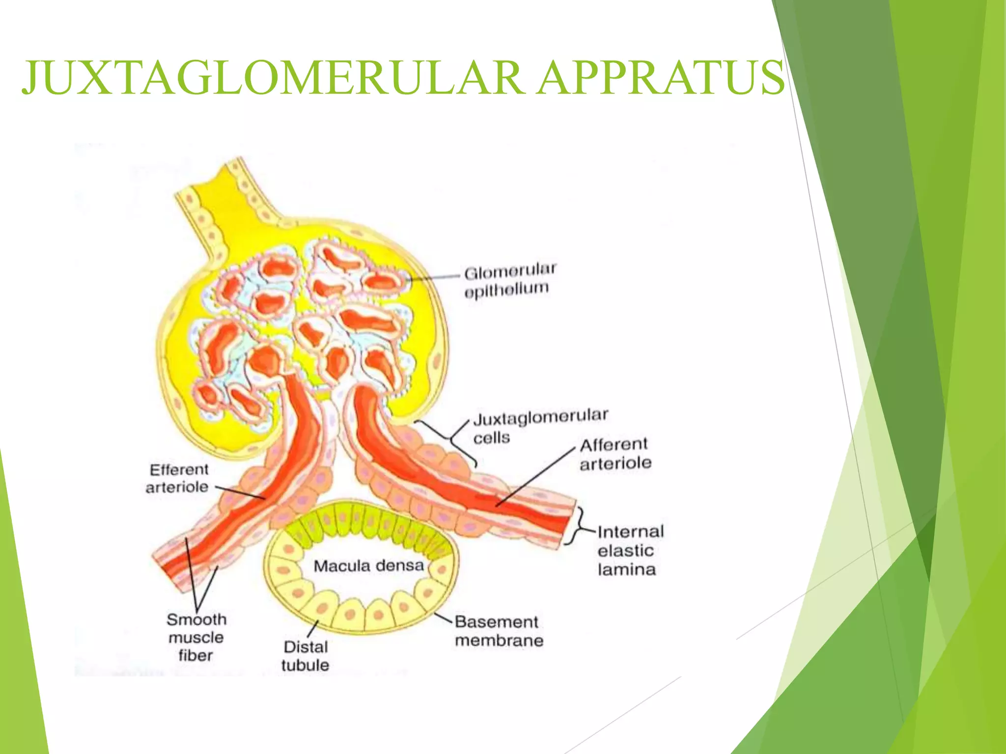 JUXTA GLOMERULAR apparatus | PPTX