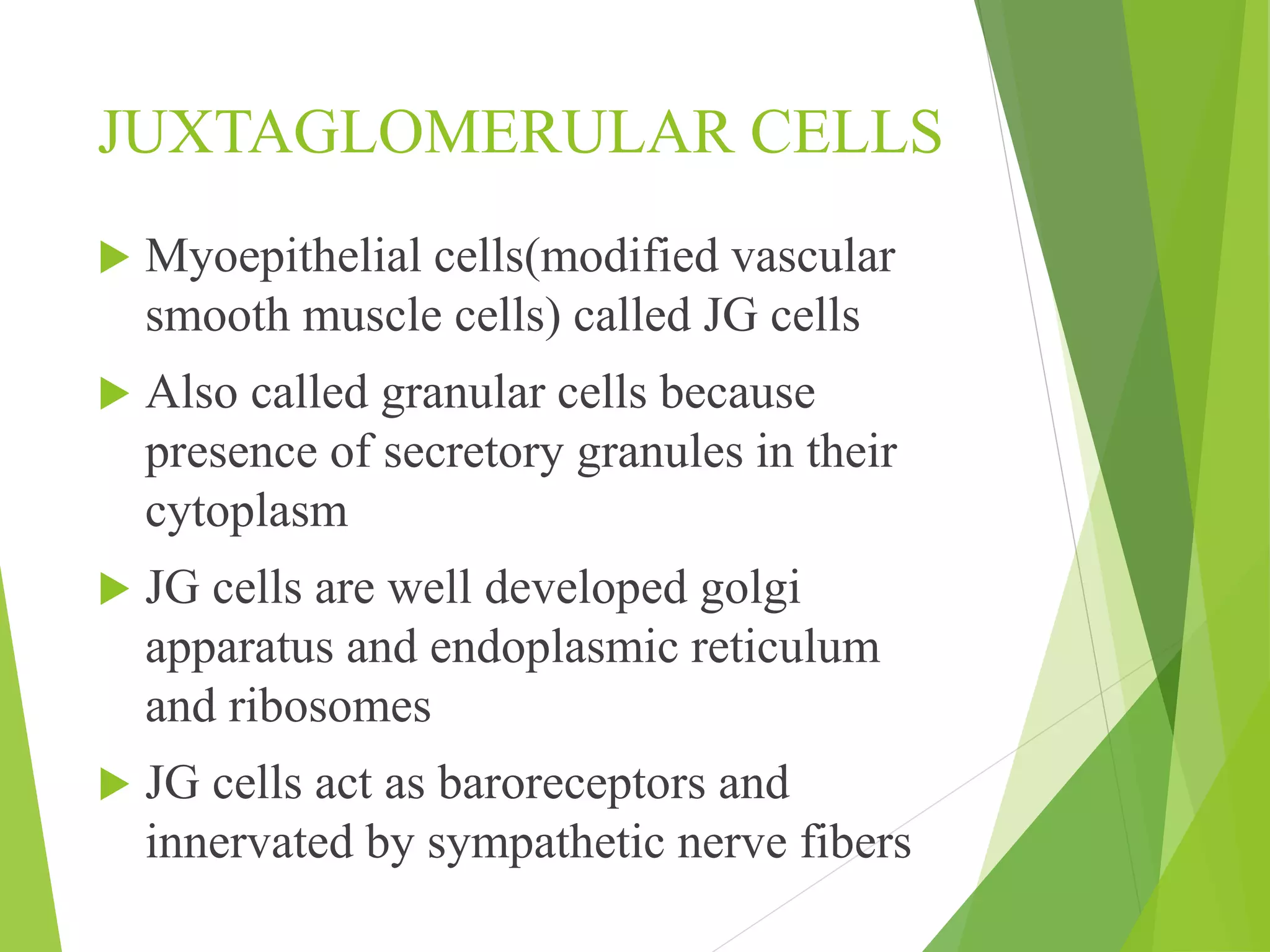 JUXTA GLOMERULAR apparatus | PPTX