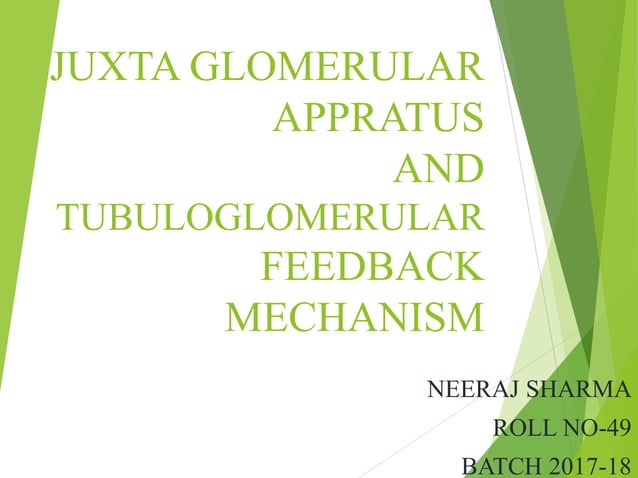 JUXTA GLOMERULAR apparatus | PPTX | Endocrine and Metabolic Diseases ...