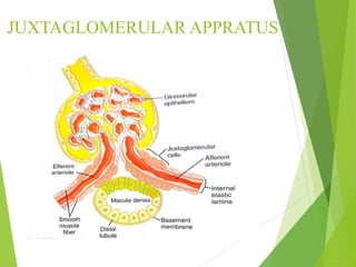 JUXTA GLOMERULAR apparatus | PPTX