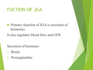 JUXTA GLOMERULAR apparatus | PPTX