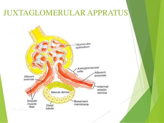 JUXTA GLOMERULAR apparatus