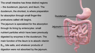Digestive system | PPT