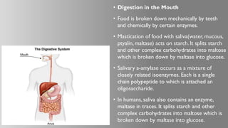 Digestive system | PPT