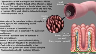 Digestive system | PPT
