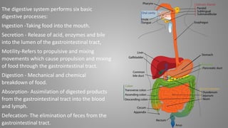 Digestive system | PPT