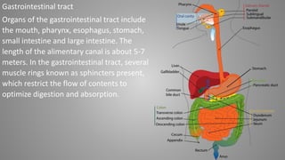 Digestive system | PDF