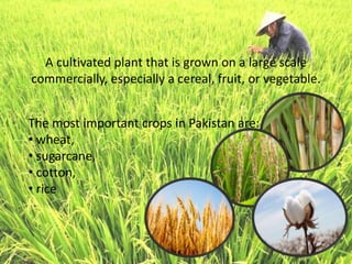 Agriculture in Pakistan | PPTX